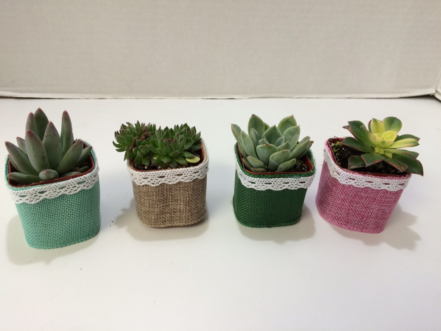 Succulent Plants. 20 Gorgeous Favors with Succulent Plants | Etsy