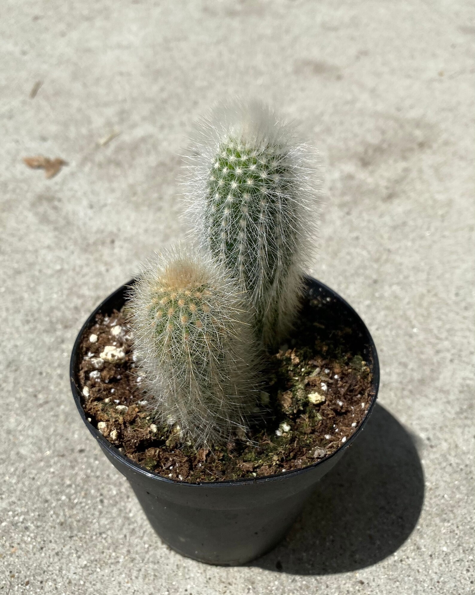 Cactus Plant. The Medium Silver Torch Cactus. A spiny - Etsy.de