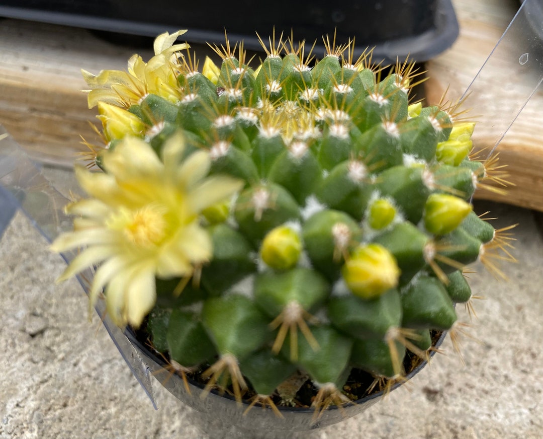 Small Cactus Plant. Mammillaria Marksiana. A Unique Globular Shaped ...