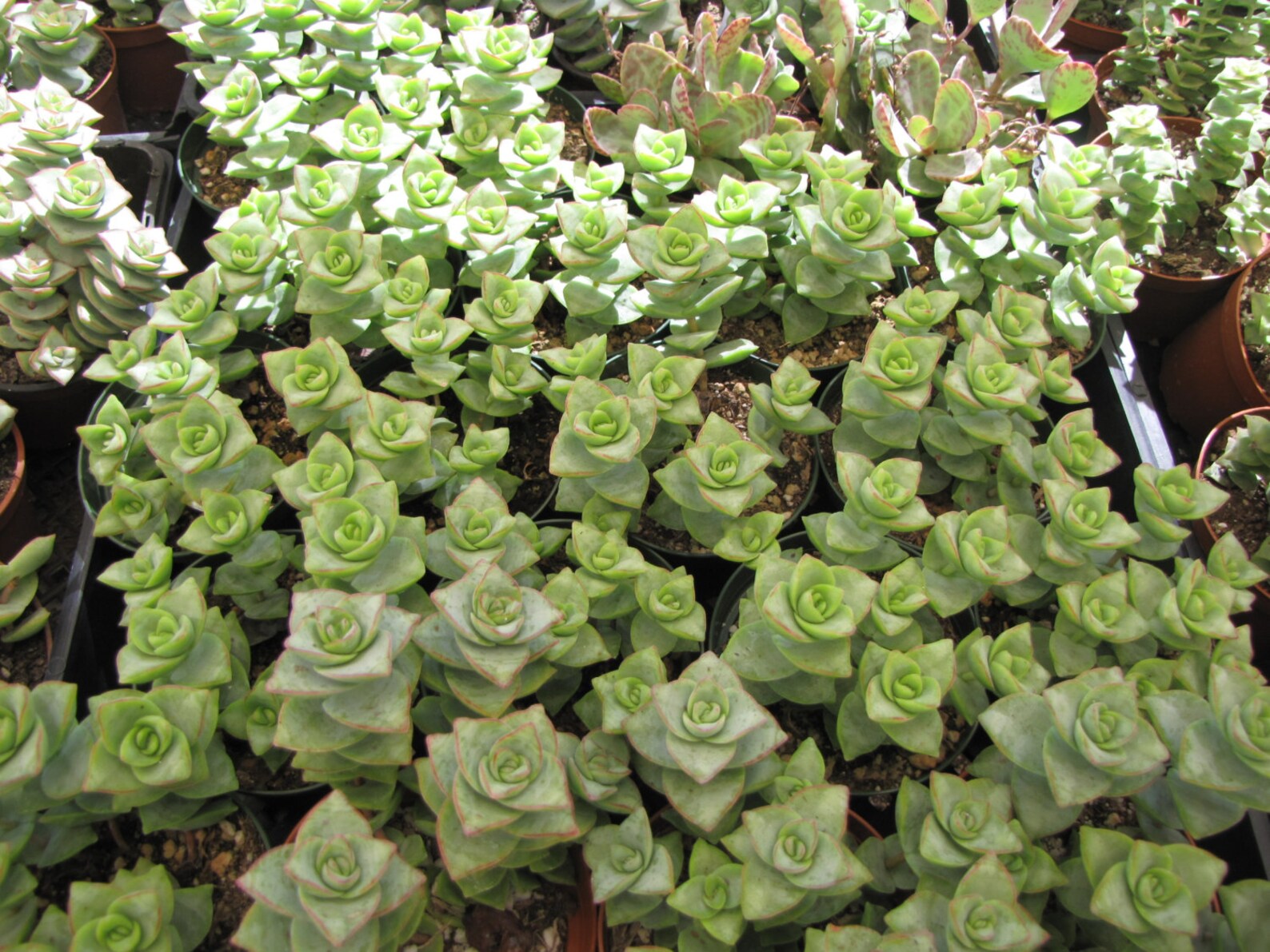 Medium Succulent Plant. Crassula Perforata String of Buttons - Etsy
