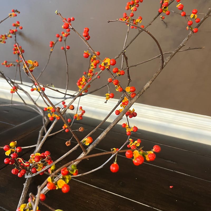 Bittersweet Garland - Etsy