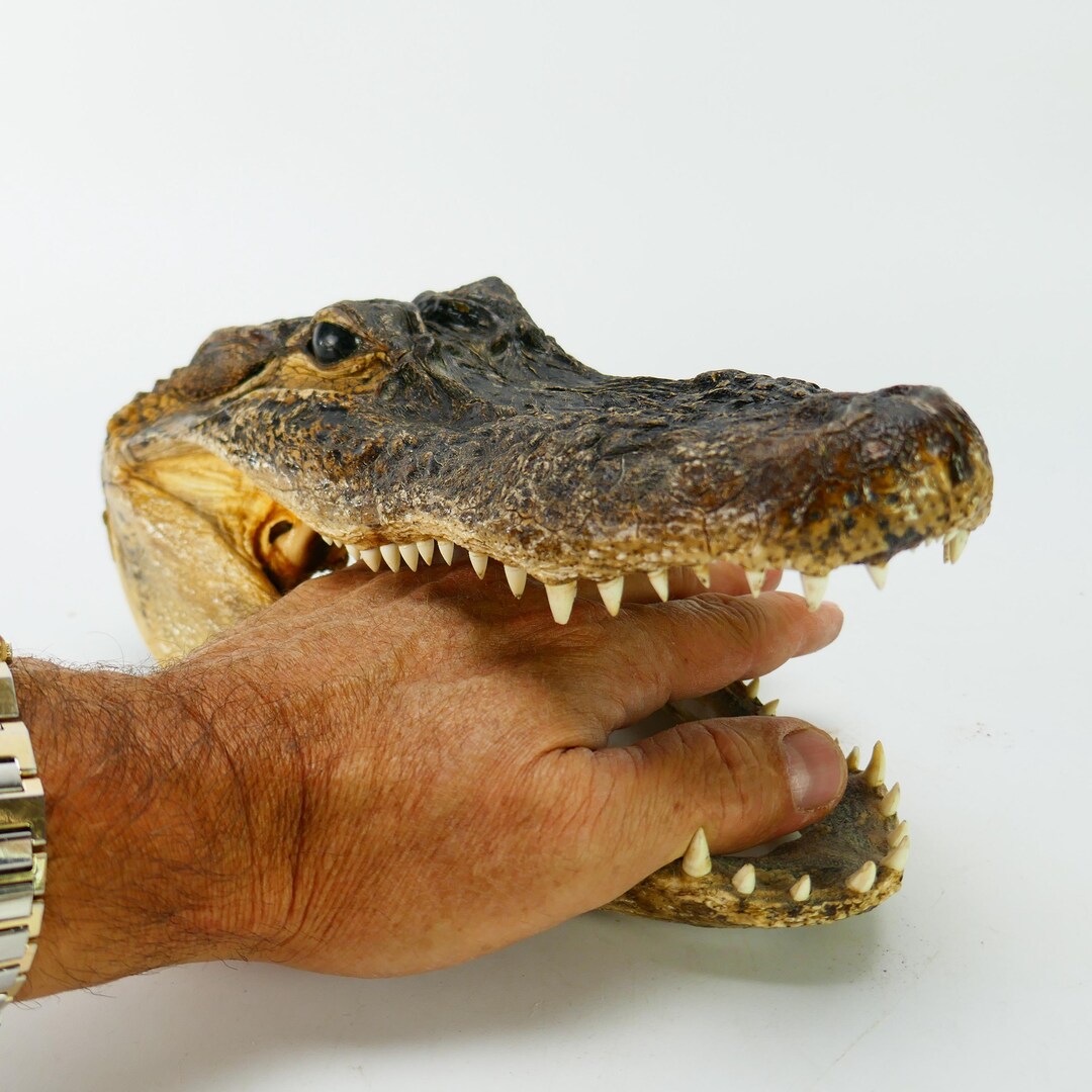 10 Inches Taxidermy Alligator Skull Real Skull Skin Vintage - Etsy