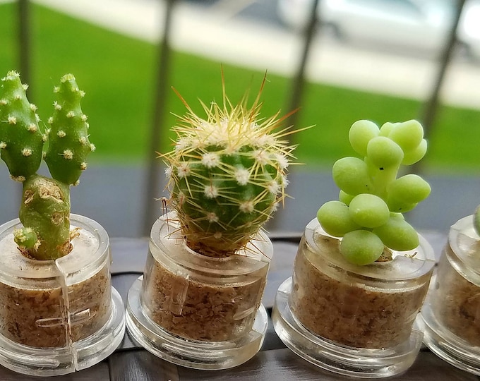 Palms Cactus - Live Cacti Terrarium Flower - Cactus Miniature Living ...