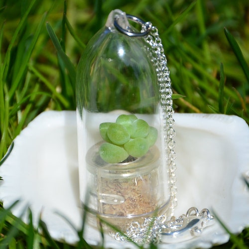 Tulip Live Terrarium Plant Miniature Living Succulent - Etsy
