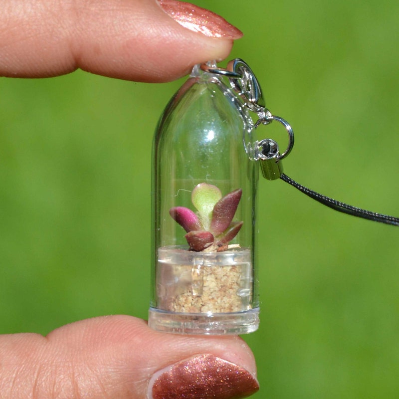 BooBooPlant - Etsy