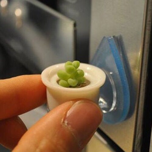 Pearl Live Succulent Plant Miniature Plants Living Inside | Etsy