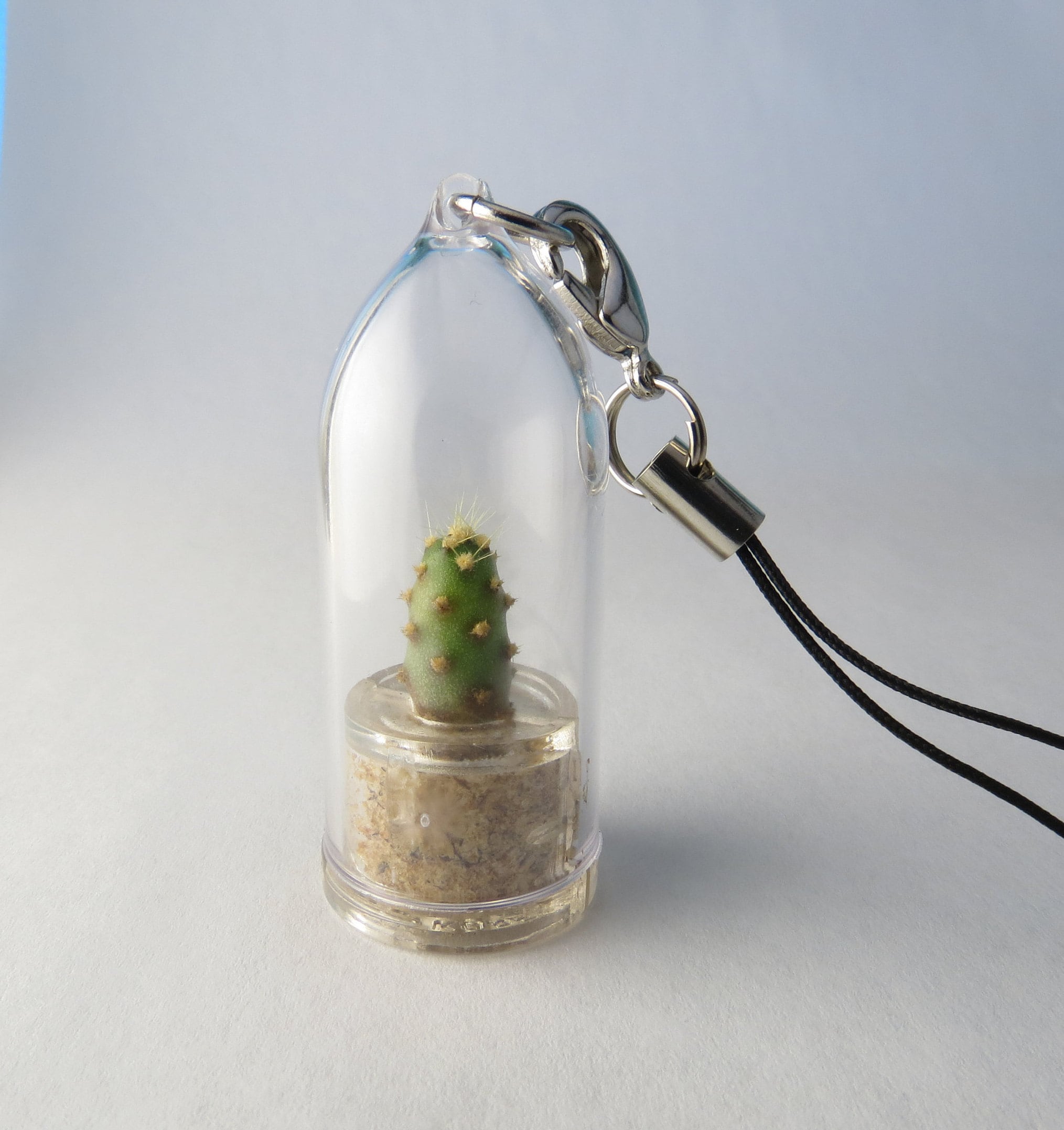 Baby Baobab Cactus - Miniature Live Terrarium Plant, Boo-boo Plant - Etsy