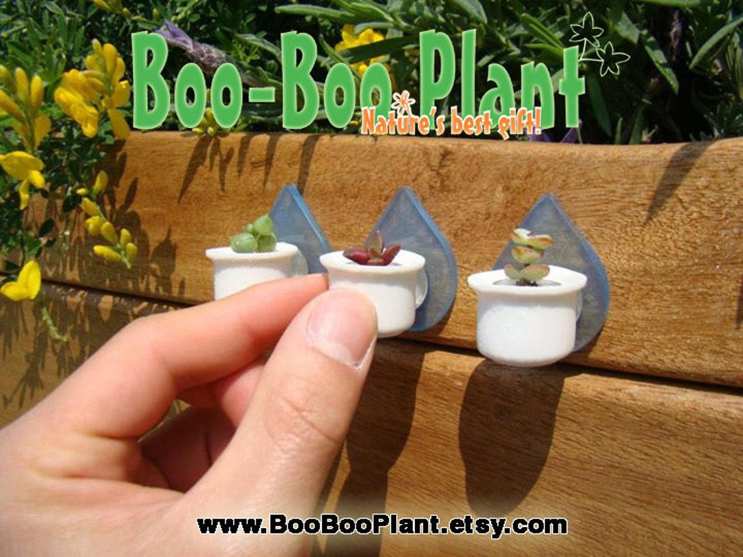 Boo-boo Nest - Live Cacti Terrarium Clip Holder - Etsy