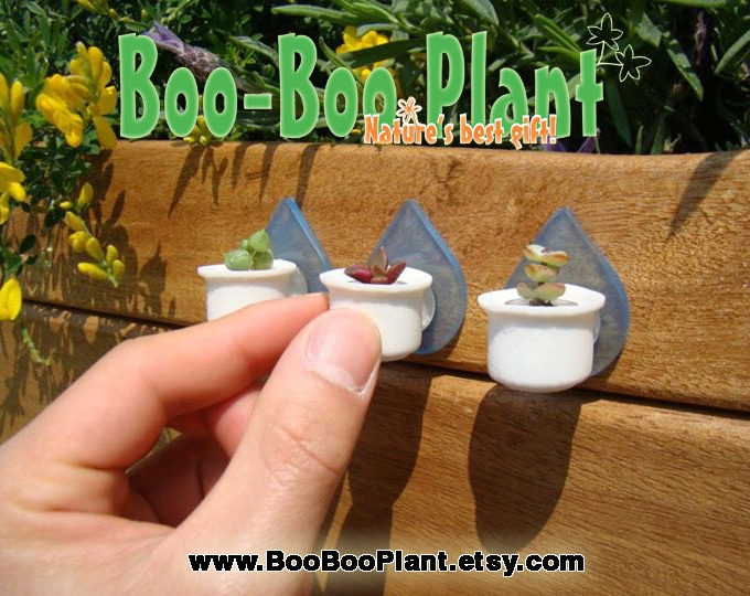 Boo-boo Nest - Live Cacti Terrarium Flower Clip Holder for Plants ...
