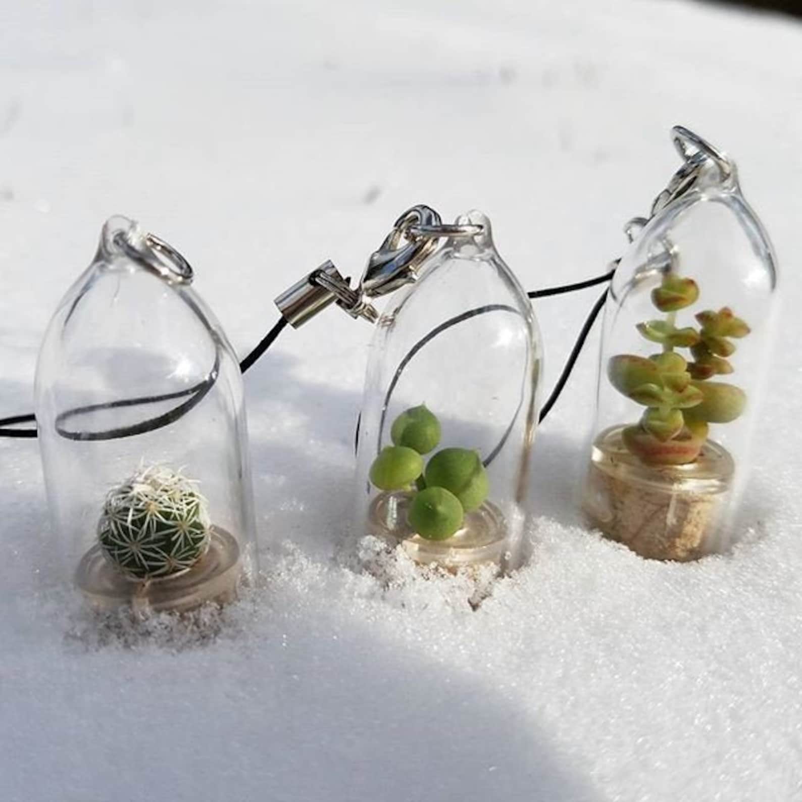 Pearl Live Succulent Plant Miniature Plants Living Inside | Etsy