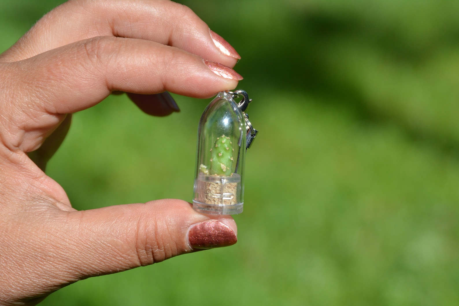 Baby Baobab Cactus - Miniature Live Terrarium Plant, Boo-boo Plant - Etsy