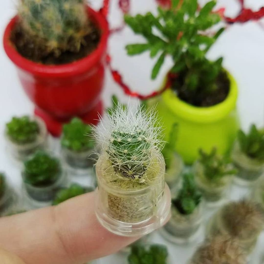 Fluffy - Live Succulent Plant Enclosed in a Tiny Capsule Terrarium Boo ...