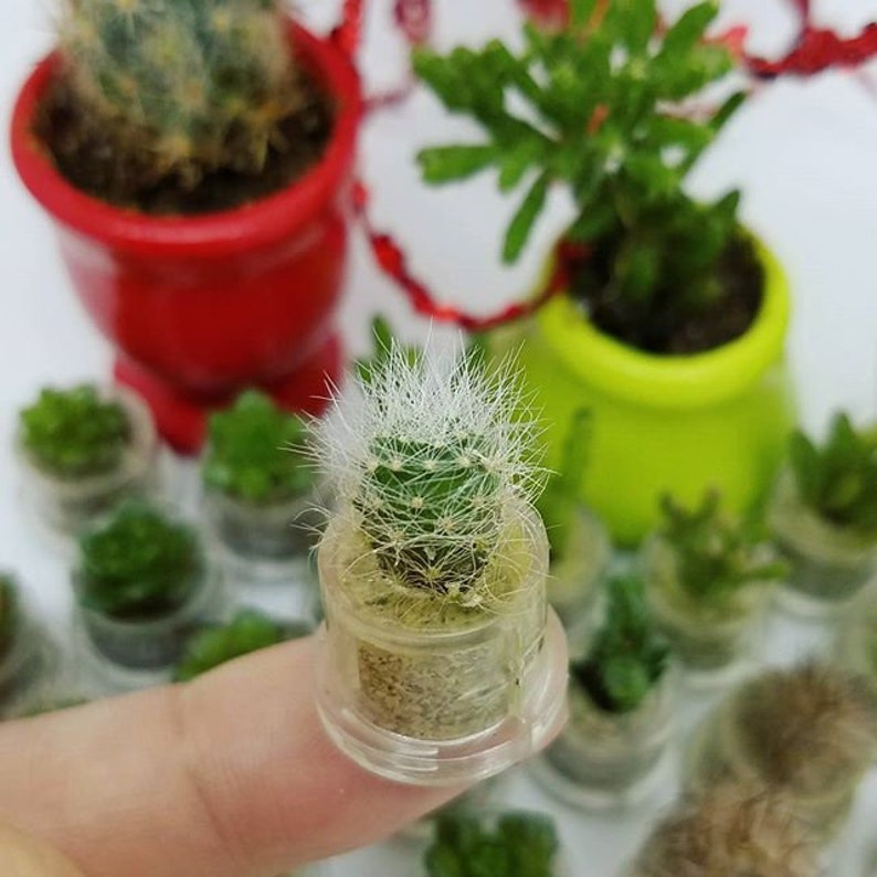 Fluffy Live Succulent Plant Enclosed in a Tiny Capsule - Etsy UK