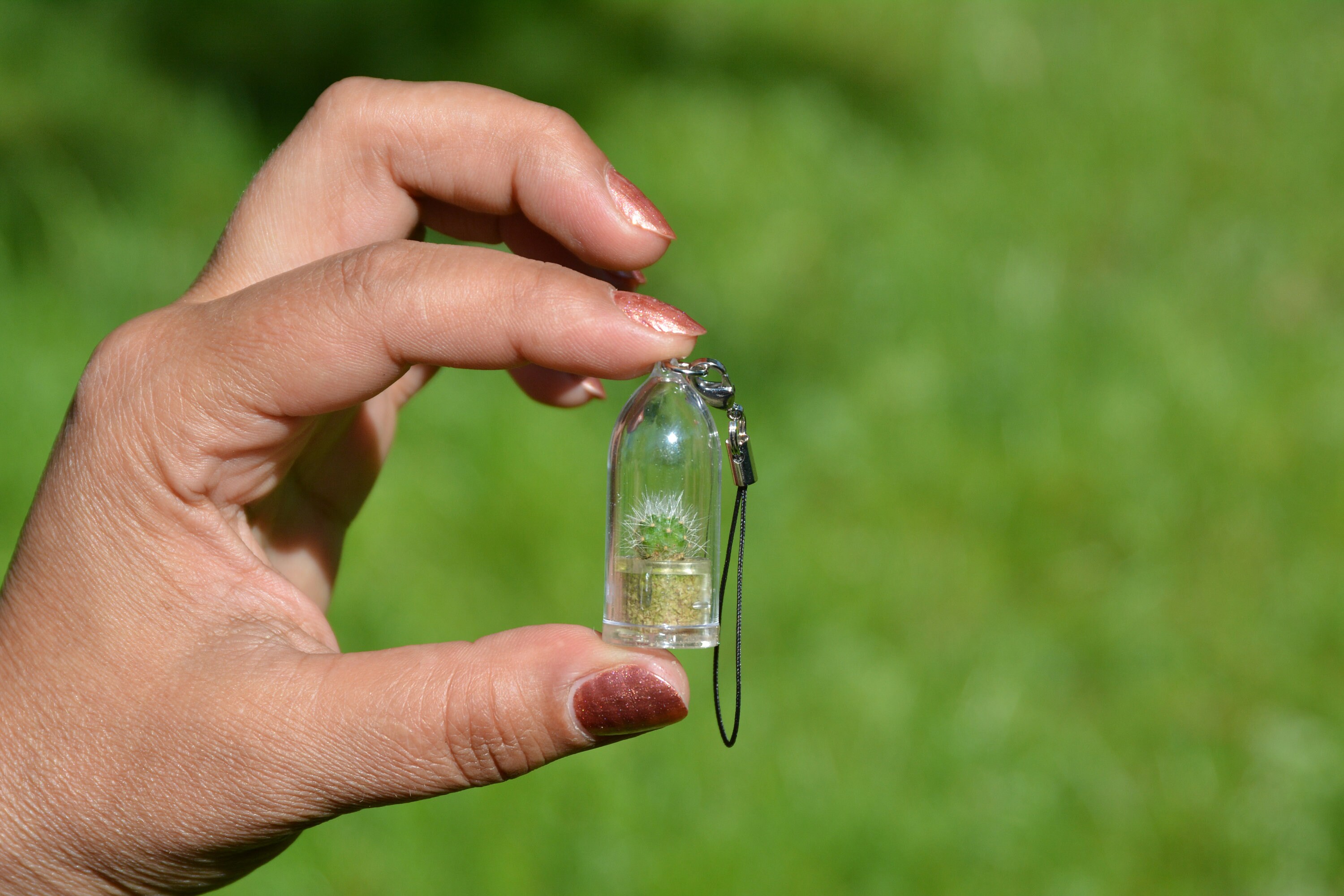 Fluffy Live Succulent Plant Enclosed in a Tiny Capsule - Etsy UK