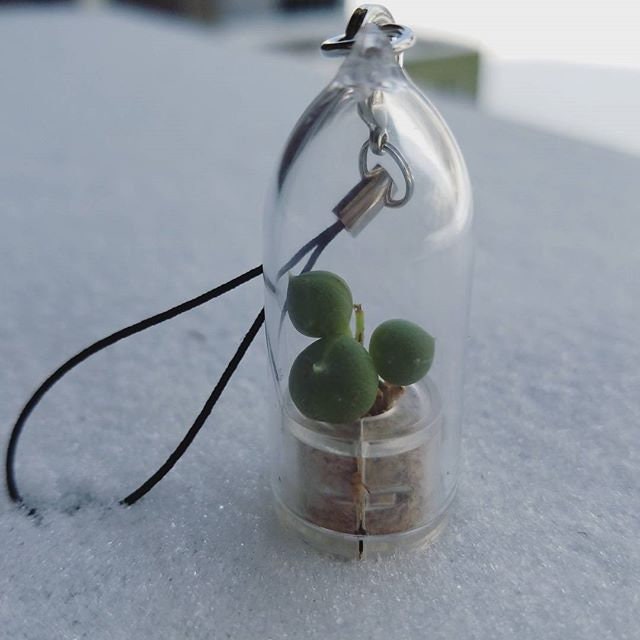 Pearl Live Succulent Plant Miniature Plants Living Inside | Etsy