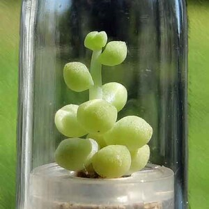 Mini Live Succulent Terrarium – "boo-boo Plant" Necklace, Keychain ...
