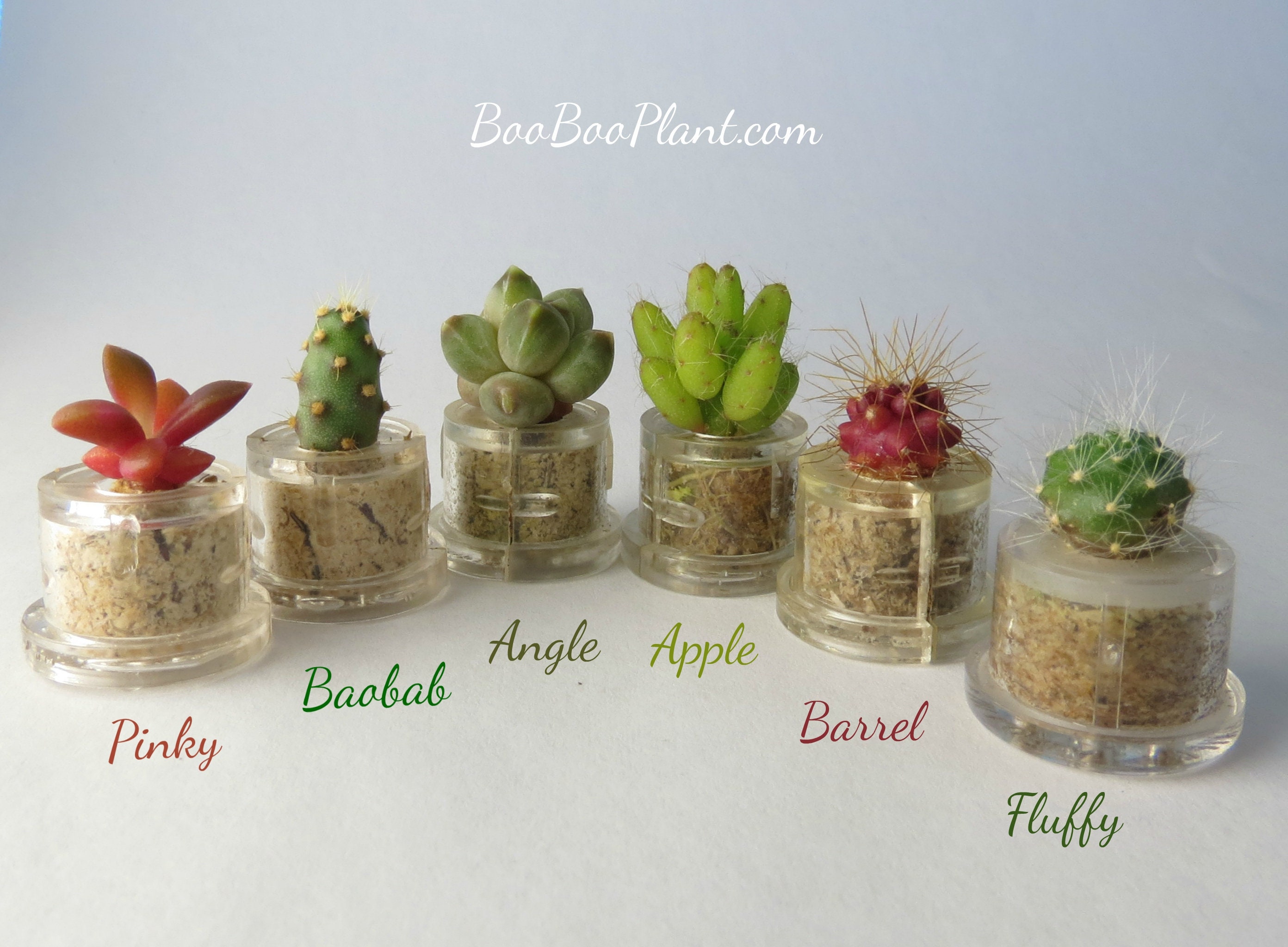 Baby Baobab Cactus - Miniature Live Terrarium Plant, Boo-boo Plant - Etsy