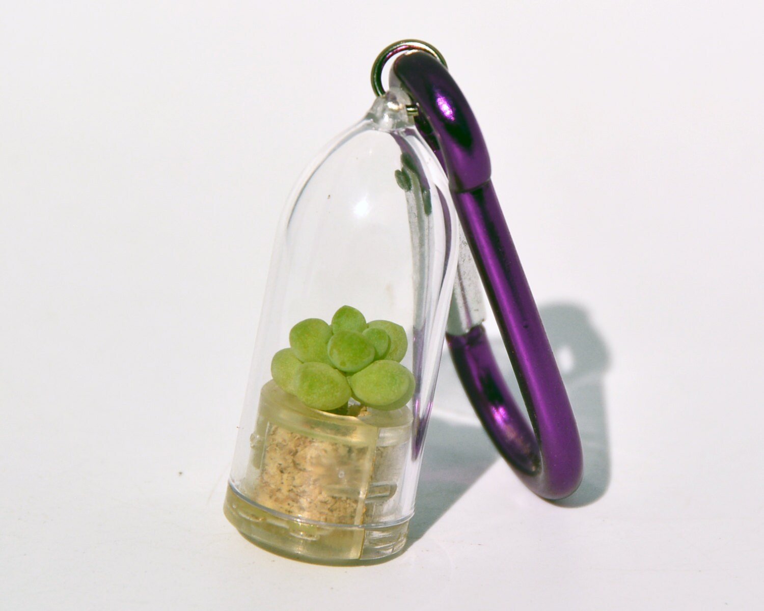 Bubbly - Live Succulent Terrarium Flower, Clip Terrarium Living Plant ...