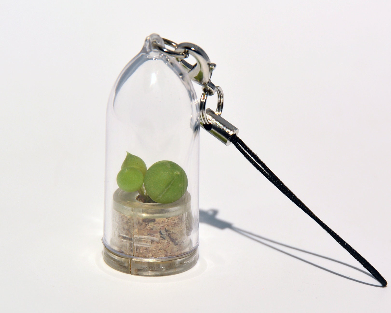 Pearl Live Succulent Plant Miniature Plants Living Inside | Etsy