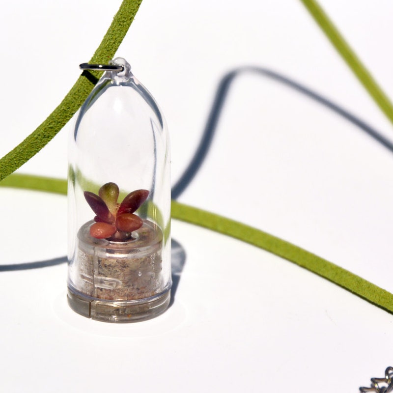 BooBooPlant - Etsy