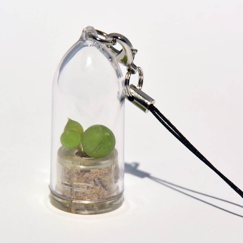BooBooPlant - Etsy