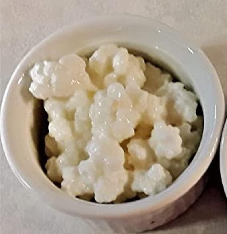 Live Milk Kefir Grains - Etsy