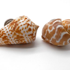 Knobs Shell Knobs Cabinet Knobs Set of 4 Shell Cabinet | Etsy