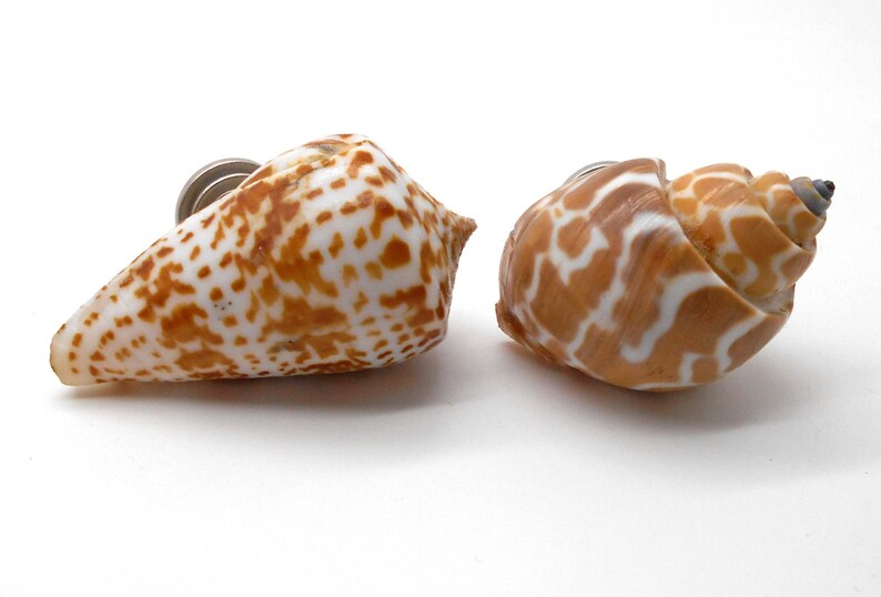 Knobs Shell Knobs Cabinet Knobs Set of 4 Shell Cabinet | Etsy