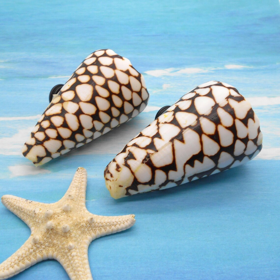 Knobs Sea Shell Knobs Cabinet Knobs Cone Shell Knobs | Etsy