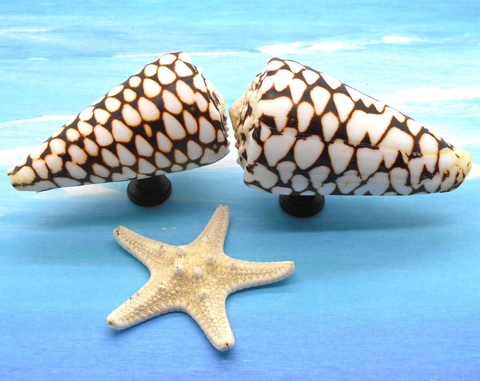 Knobs Sea Shell Knobs Cabinet Knobs Cone Shell Knobs - Etsy