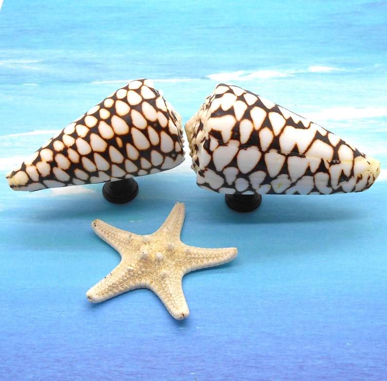Knobs Sea Shell Knobs Cabinet Knobs Cone Shell Knobs | Etsy