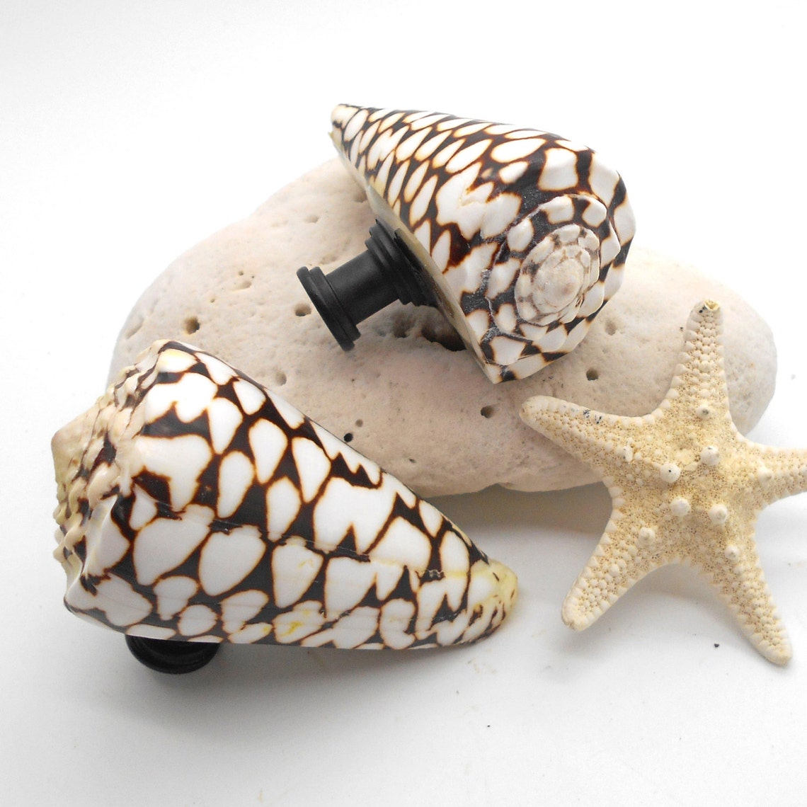 Knobs Sea Shell Knobs Cabinet Knobs Cone Shell Knobs | Etsy