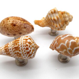Knobs Shell Knobs Cabinet Knobs Set of 4 Shell Cabinet | Etsy