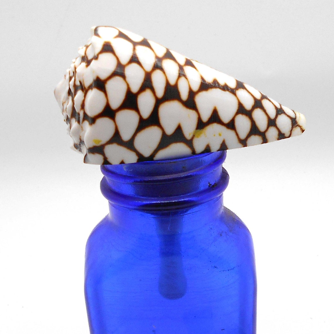 Bottle Topper / REAL Sea Shell Wine Bottle Stopper Wine | Etsy