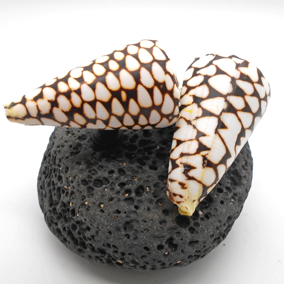 Knobs Sea Shell Knobs Cabinet Knobs Cone Shell Knobs | Etsy