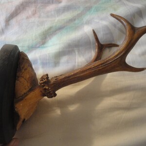 German Hunting Trophy Deer Roebuck Germany Hunter Hunt Shooting Award ...