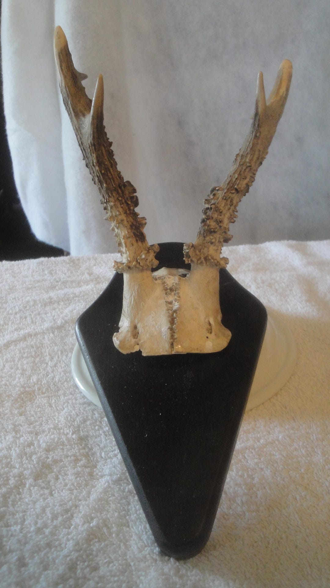German Hunting Lodge Trophy Roebuck Stag Germany Hunter Hunt Shooting ...