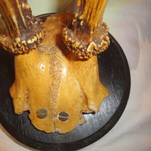 German Hunting Trophy Deer Roebuck Germany Hunter Hunt Shooting Award ...