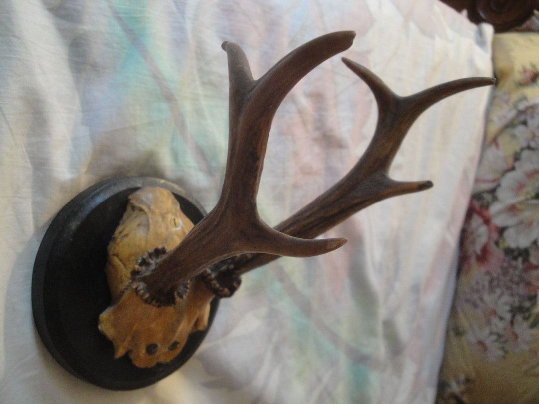German Hunting Trophy Deer Roebuck Germany Hunter Hunt Shooting Award ...