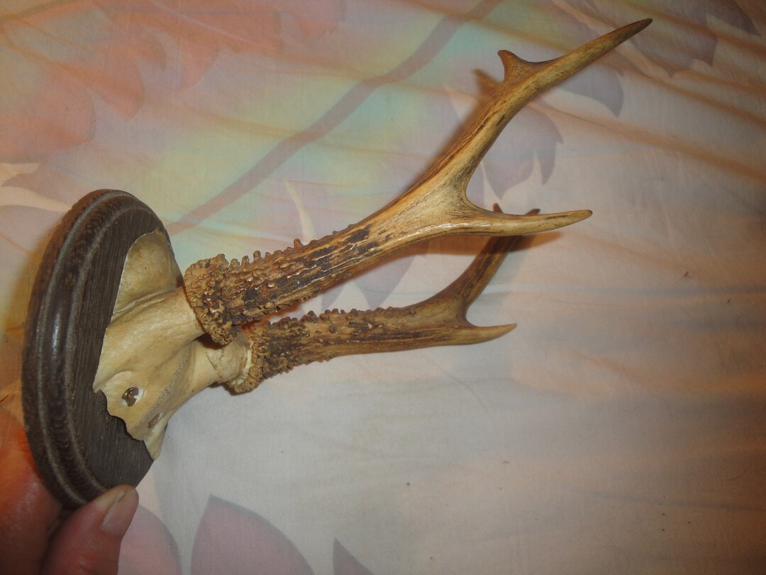 German Hunting Trophy Deer Roebuck Germany Hunter Hunt Shooting Award ...