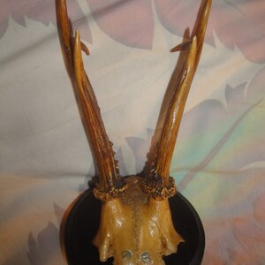 German Hunting Trophy Deer Roebuck Germany Hunter Hunt Shooting Award ...