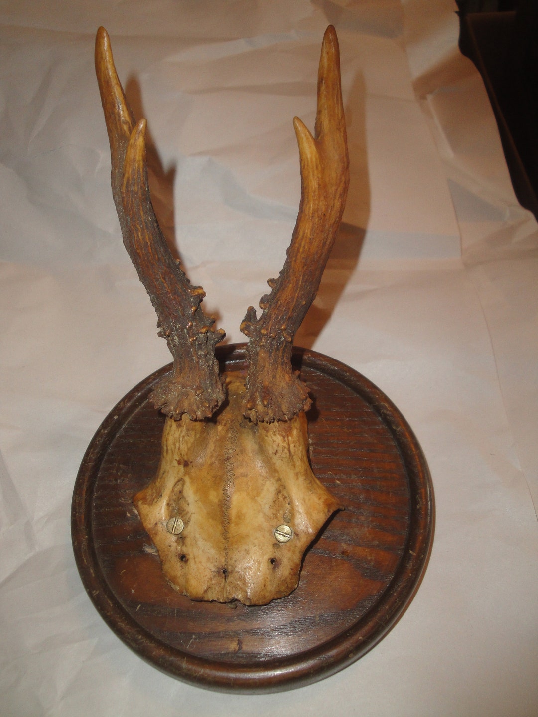 German Hunting Trophy Deer Roebuck Germany Hunter Hunt Shooting Award ...