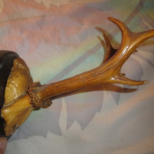 German Hunting Trophy Deer Roebuck Germany Hunter Hunt Shooting Award ...