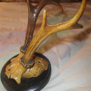 German Hunting Trophy Deer Roebuck Germany Hunter Hunt Shooting Award ...