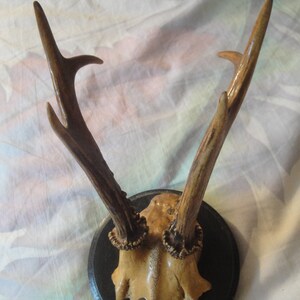 German Hunting Trophy Deer Roebuck Germany Hunter Hunt Shooting Award ...