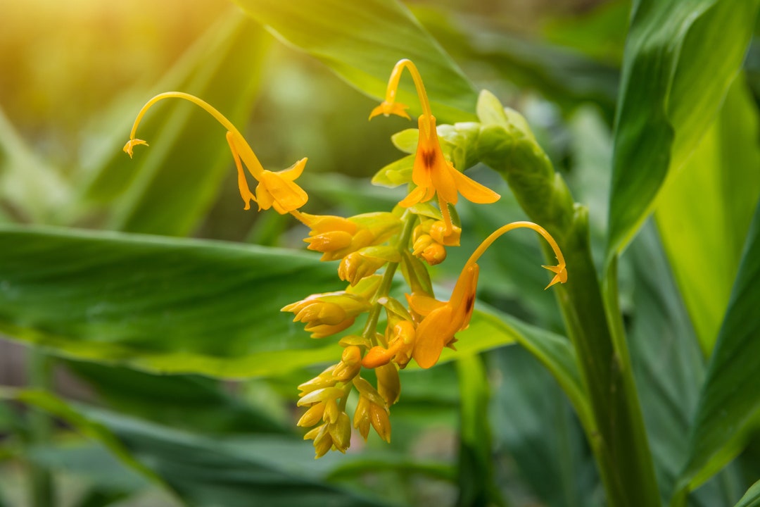 10 Heirloom Tropical Dancing Ladies Ginger Seeds-globba Schomburgkii ...
