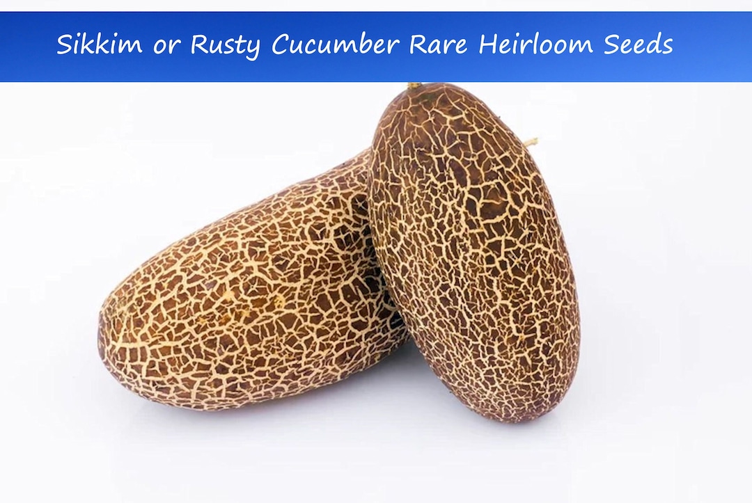 20 Heirloom Sikkim Cucumber Seeds-cucumis Sativus Var Sikkimensis-buy ...
