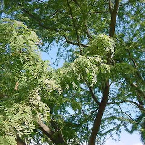 5 Heirloom Tropical Seeds -shami Khari Prosopis Cineraria-save Big on ...