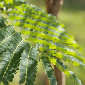 Yellow Silk Tropical Tree 10 Seeds Albizia Guachapele - Etsy
