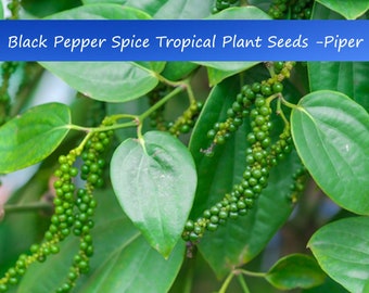 10 Black Pepper Seeds FW94045 - Etsy